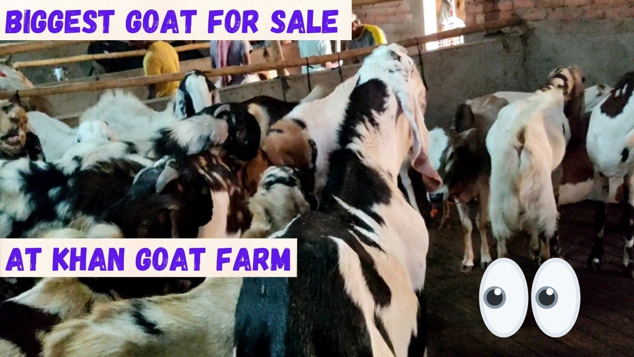 BEAUTIFUL AND BIGGEST GOATS FOR SALE FROM KHAN GOAT FARM TOPSIA GULSHAN ...