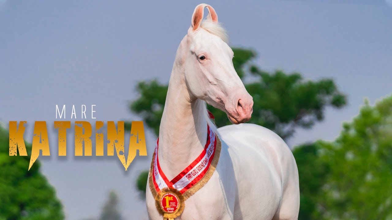 NUKRA HORSE I CHAMPION MARE KATRINA I MANN HORSE PHOTOGRAPHY - YouTube