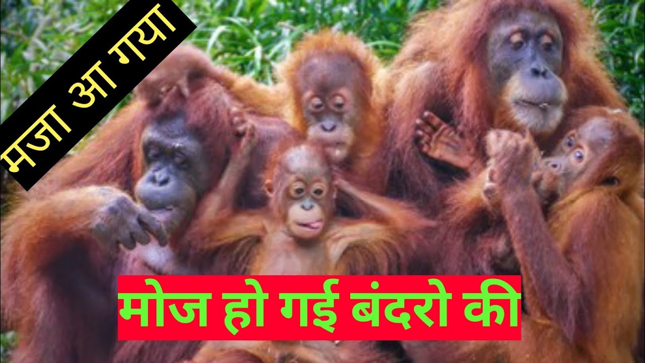 viral monkey try not to laugh|viral monkeys jumping on the bed|viral ...