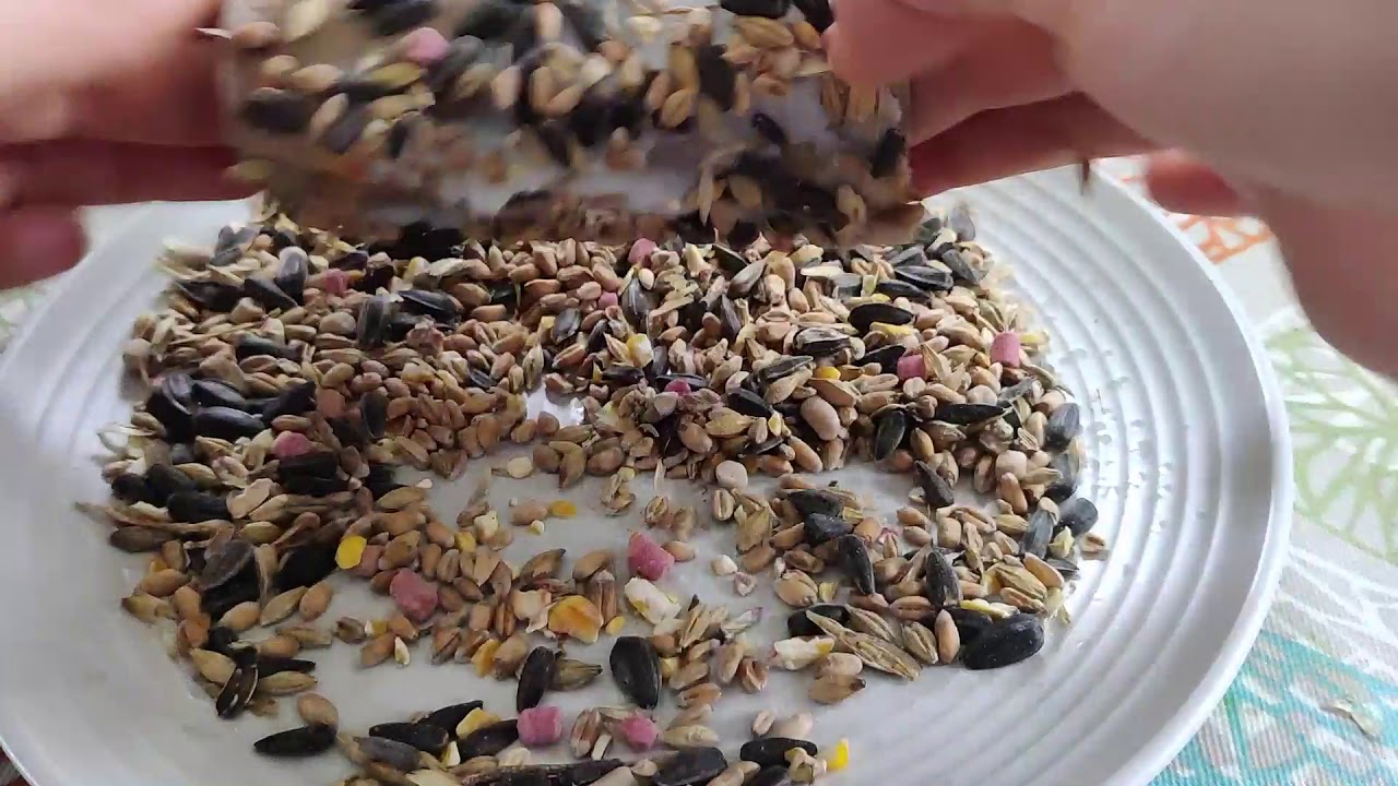 Reaseheath Mini Zoo: How to make a bird feeder with a toilet roll - YouTube