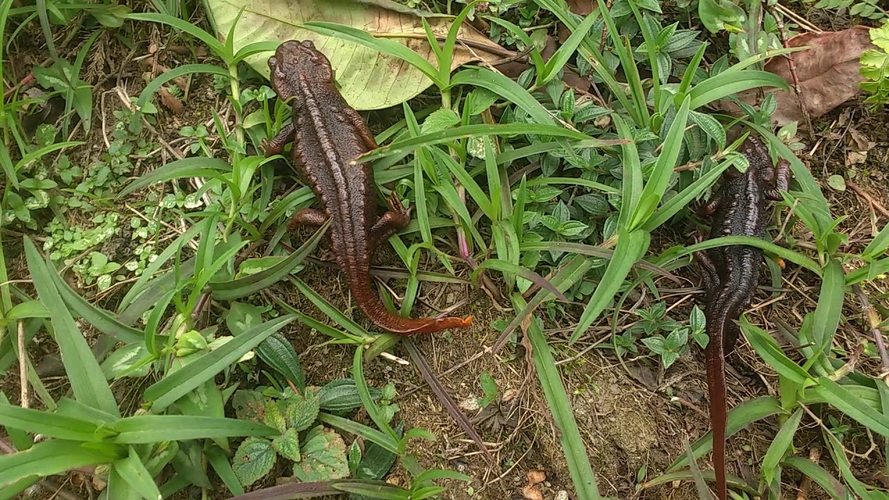 Salamander in India.. - YouTube
