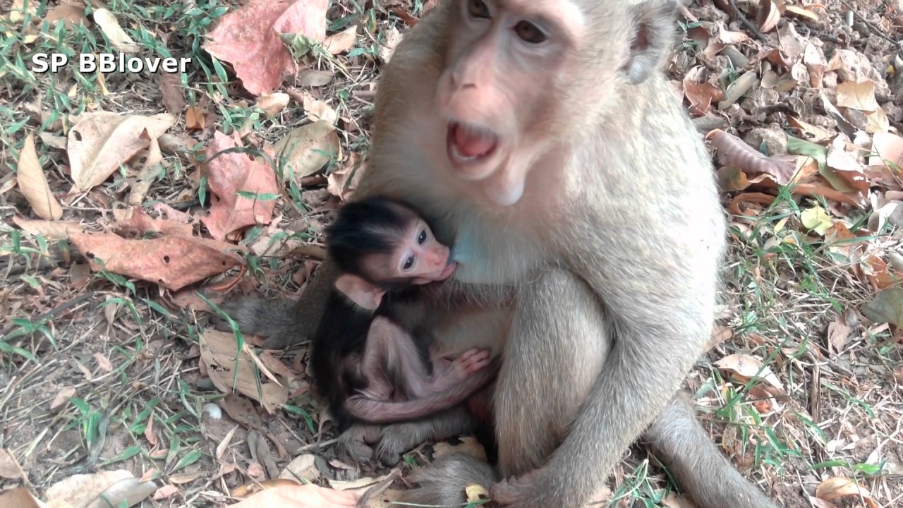 Life Billy Ep 10 - Billy Baby Monkey - YouTube