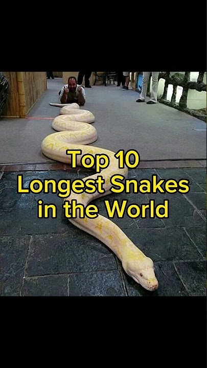 Top 10 Longest Snakes in the World #snakes #top10 #shorts - YouTube