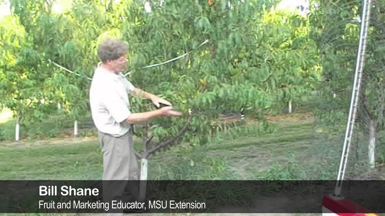 Assessing Darwin String Thinner on Peach Training Systems - YouTube