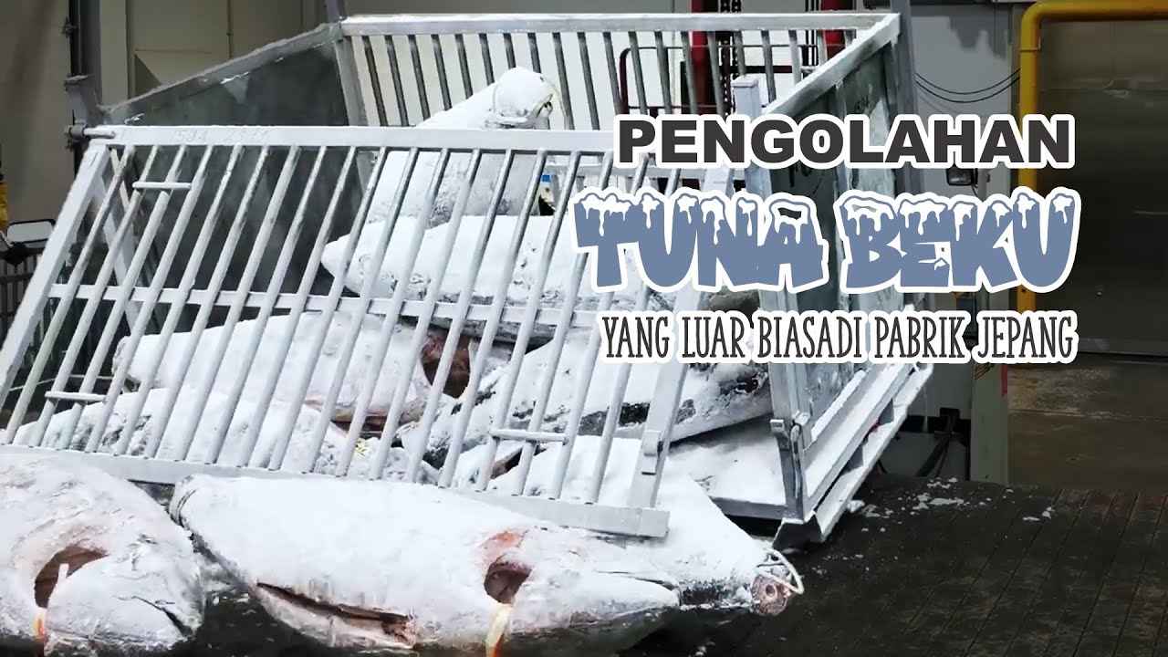 Proses pengolahan tuna beku yang luar biasa di pabrik Jepang - YouTube