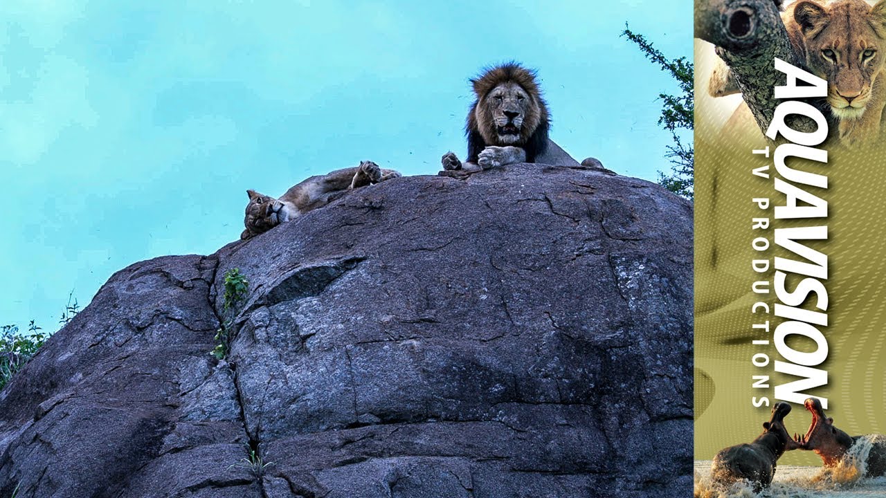 The Real Lion King on pride rock. - YouTube