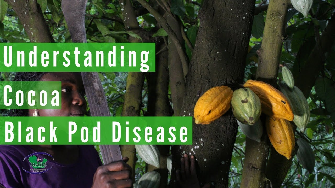 Cocoa Black Pod Disease and the Pergado option - YouTube