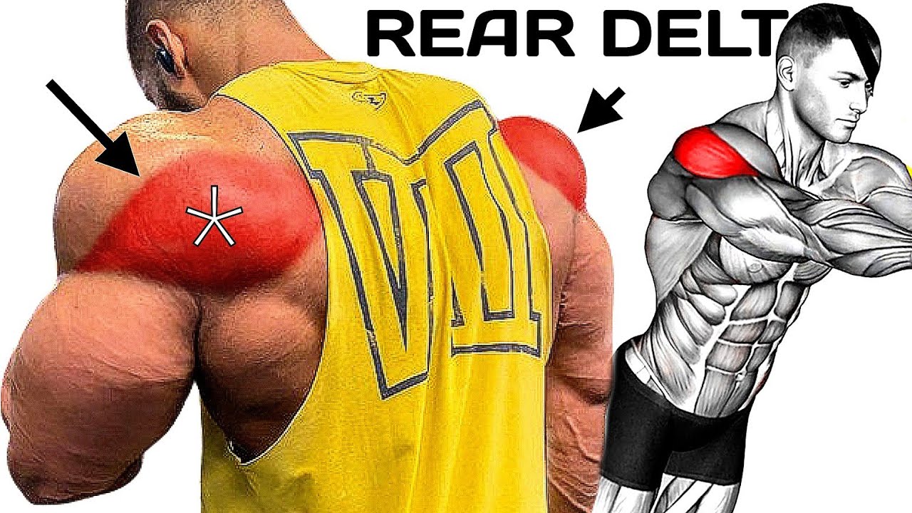 rear delt exercises to promote Big Shoulders - rear delt gym - YouTube