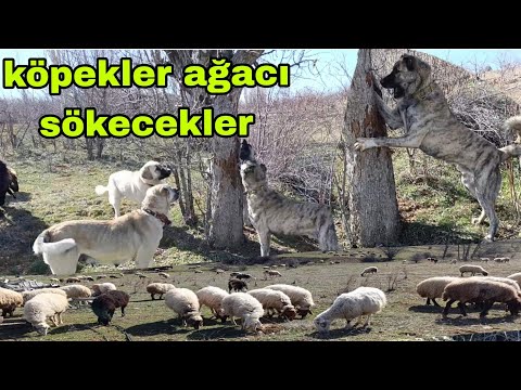 Meramız Çok Güzel Koyun Doyuyor Köpekler Bir Sincap İçin Ağacı Sökecekler 