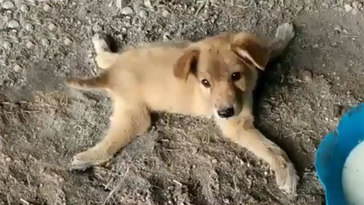 Little Puppy Was Born With Swimmer Syndrome and Physical Therapy Helps ...