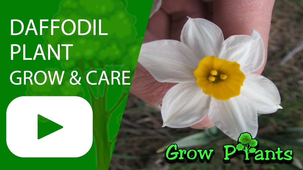 Daffodil plant flower - Grow and care - YouTube