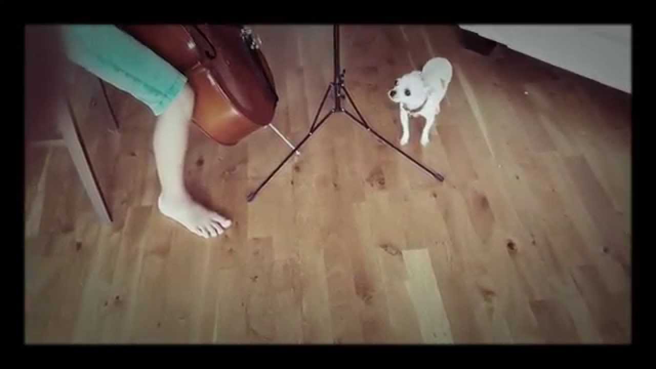 Duo del perro con chelo. Dog and cello duet. 세끼와첼로 듀엣. Дуэт собаки и ...