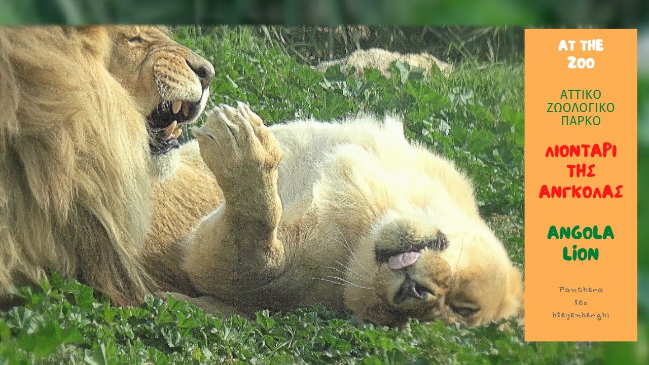 ΛΙΟΝΤΑΡΙ ΤΗΣ ΑΝΓΚΟΛΑΣ Αττικό Πάρκο επ.2 / ANGOLA LION Attica Park ep.2 ...