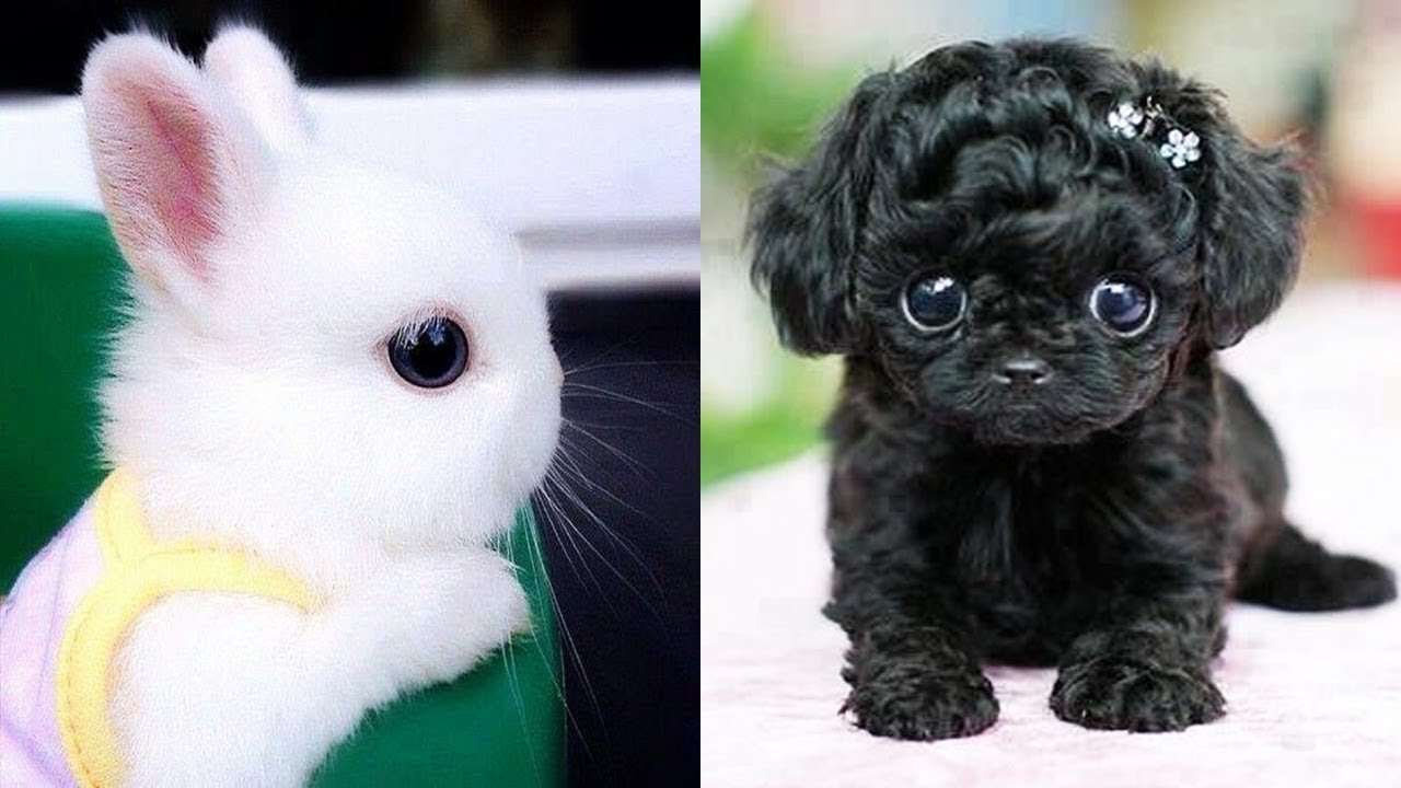 Funny Baby Animal Videos Compilation cute moments of the animals ...