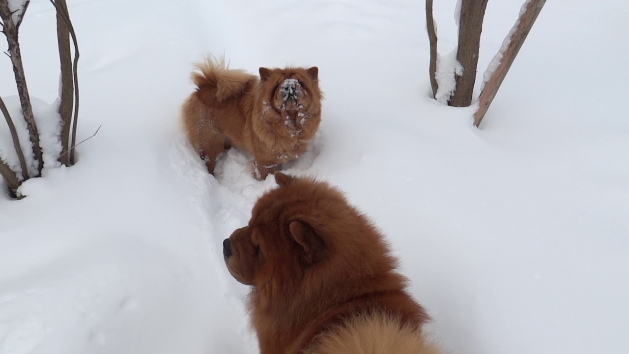 NYAN CHOW'S @Snow! NYANCHOW adult chow chows 2 - YouTube