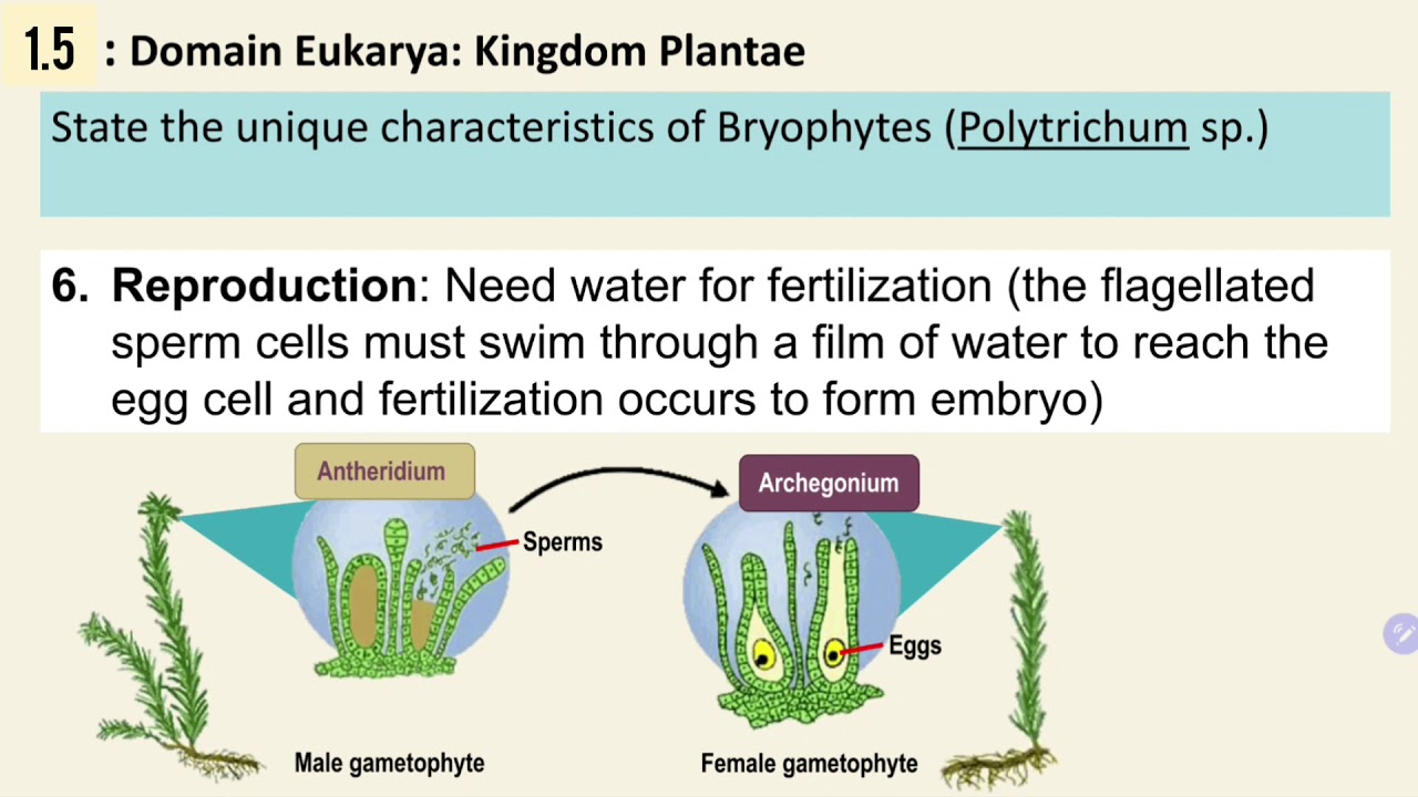 Kingdom Plantae (1.5): Group Bryophytes and Pteridophytes - YouTube
