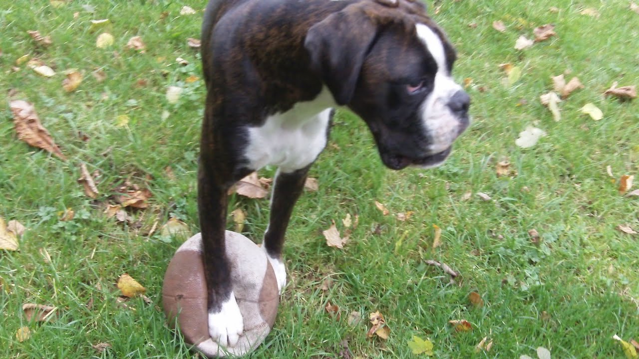 Boxer Baby Wobbly Bum Millie at A & B Dogs Boarding & Training Kennels ...