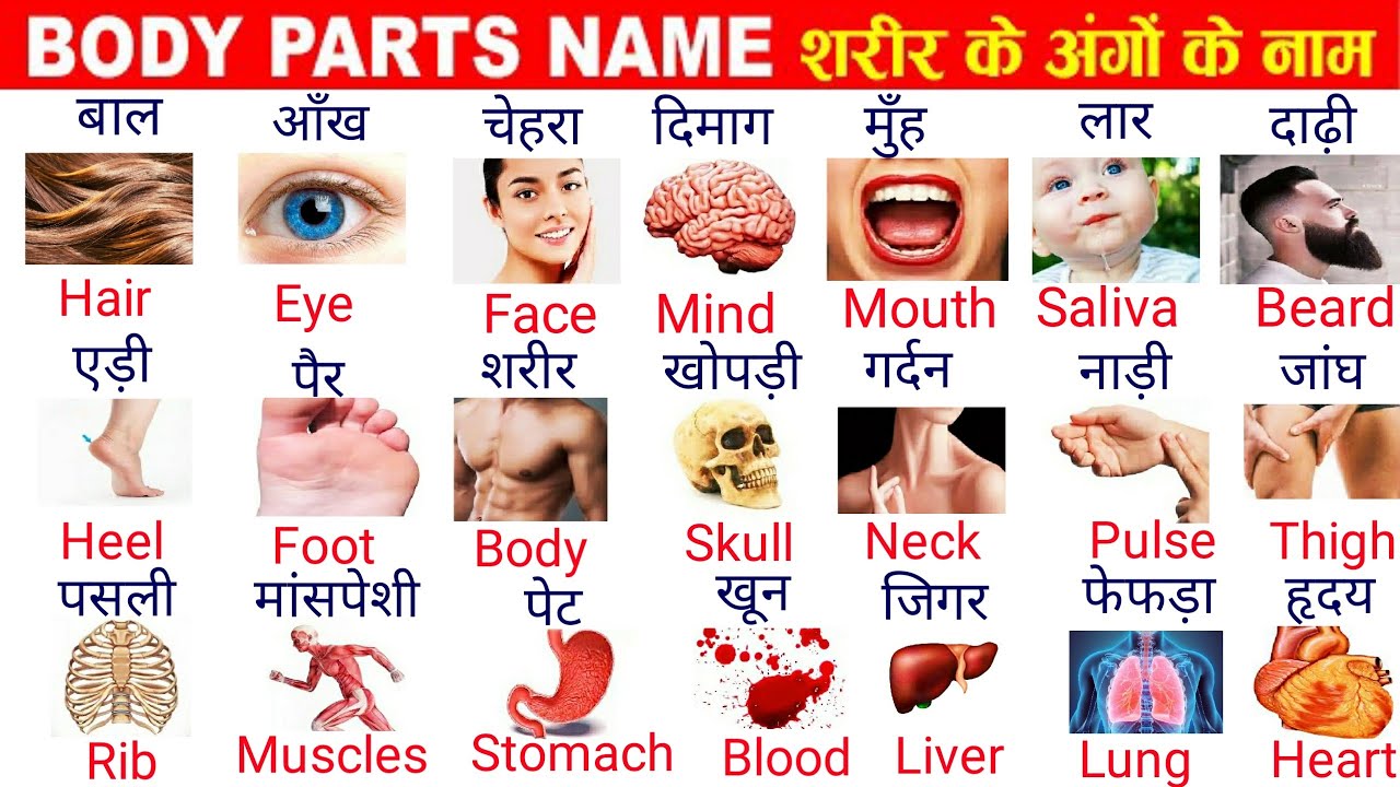 All Body Parts Name In Hindi And English Human Body Parts Name All Body Parts Name In Hindi And English Human Body Parts Name