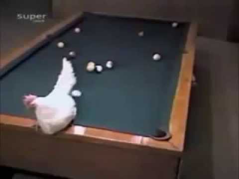 bilardo oynayan tavuk