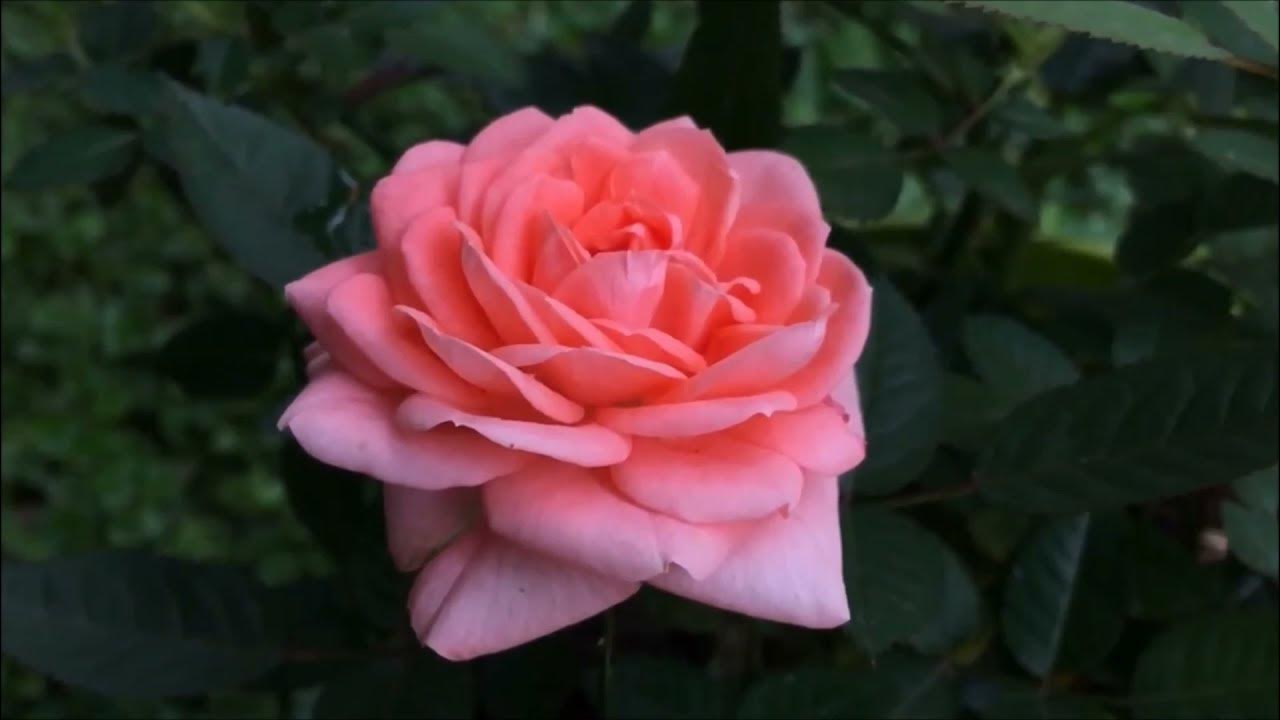 A una rosa, Luis de Góngora Voz Villa Praga - YouTube