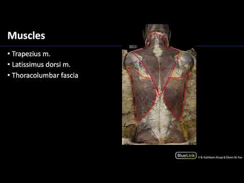 BackSC Muscles - YouTube