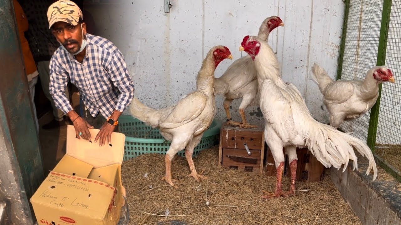 Alhamdullilah Meray Shamo k New Breeder Agaye, Shamo Unboxing, How To ...