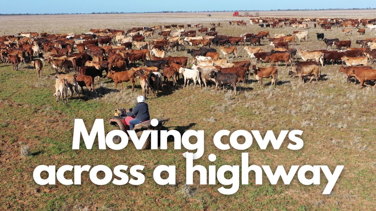 Moving Hundreds of Cows Across a Highway - YouTube