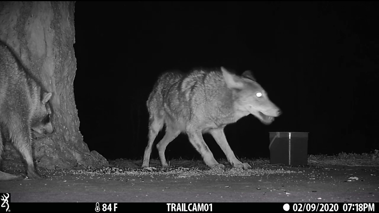 Coyote and Raccoon - YouTube