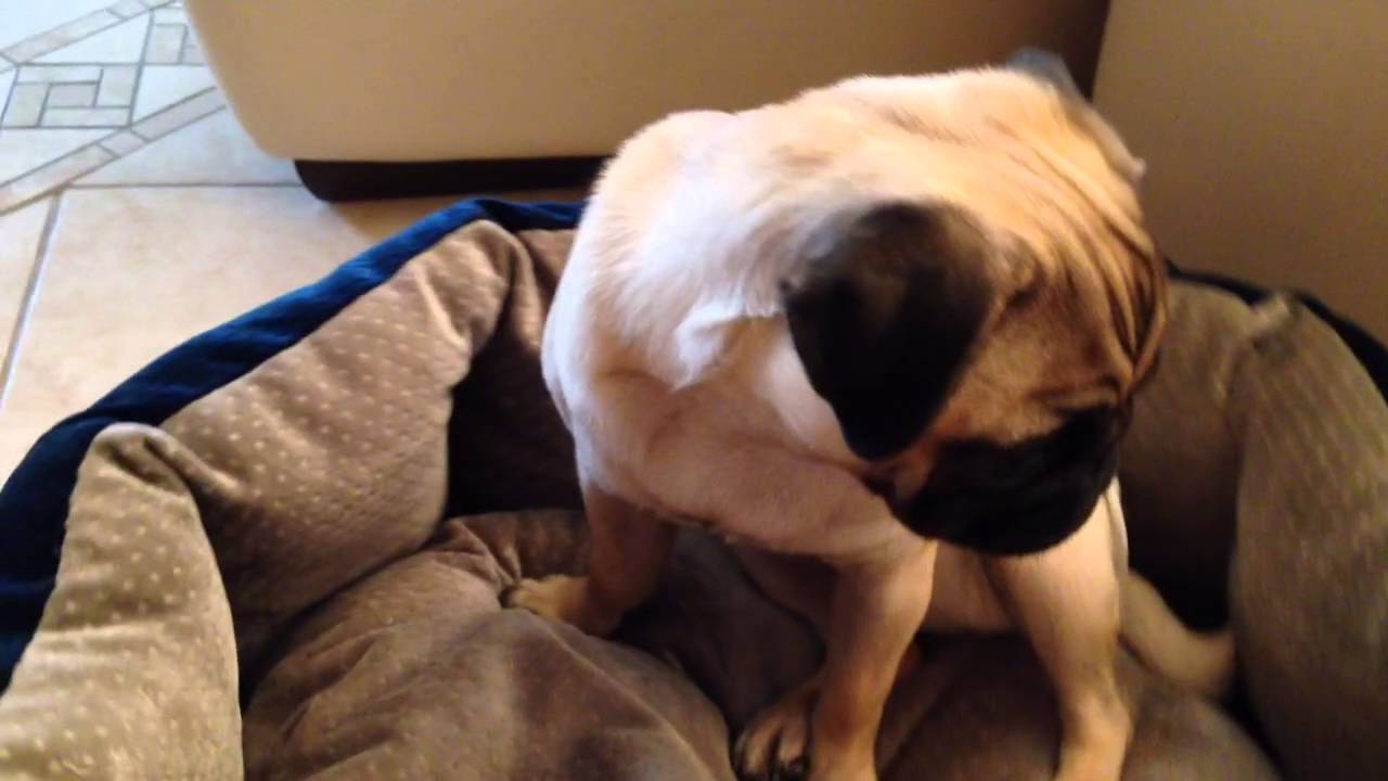 The pug with diaper - YouTube