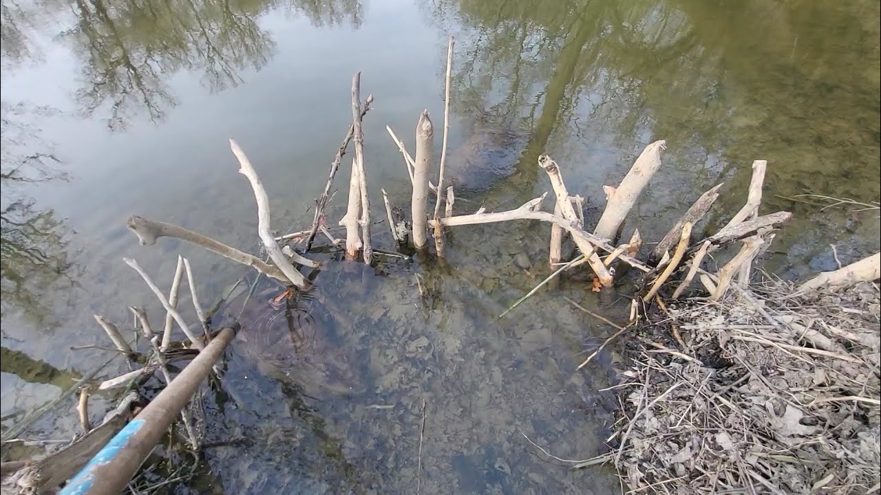 Another good day on the trap line! - YouTube
