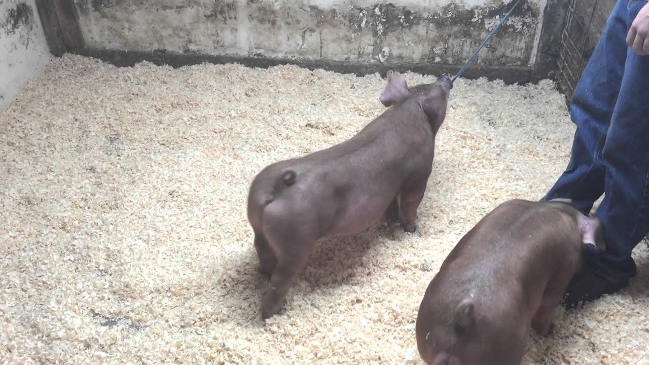 Lot 1 on the pig planet - YouTube