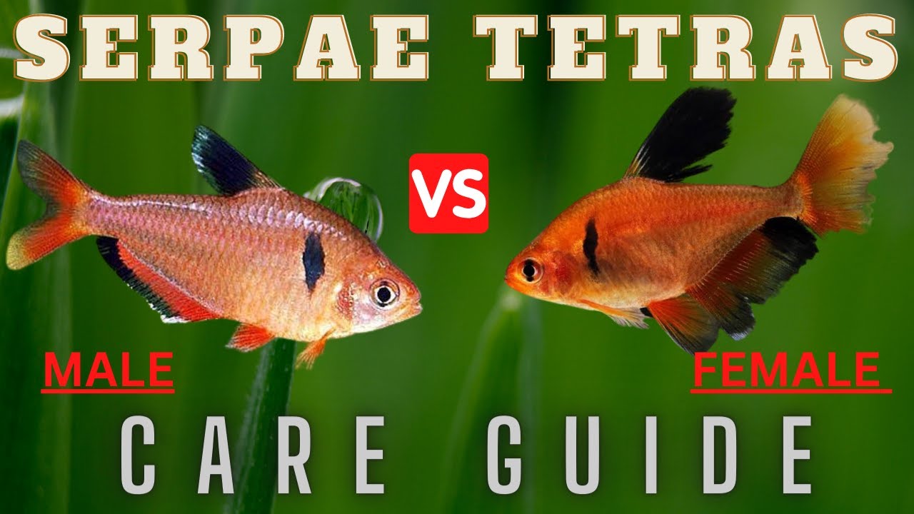 Red Minor Tetra Petsmart