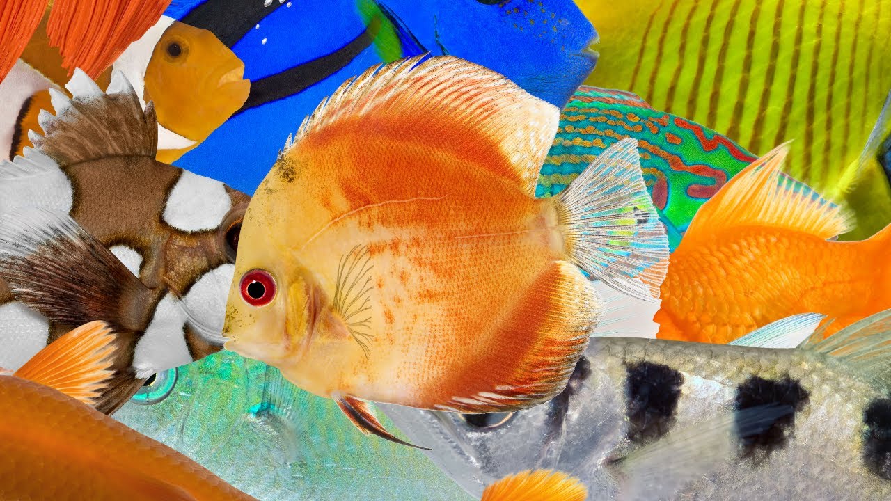 Mindfulness: Relax, take a break and enjoy the aquarium! - YouTube