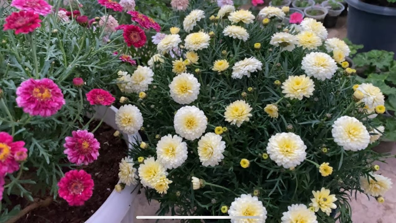 Daisy || par chuai tawh ||cut dan || leh vih phun || dan en leh ang ...