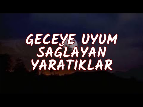 Doğanın Gece Avcıları - Belgesel izle