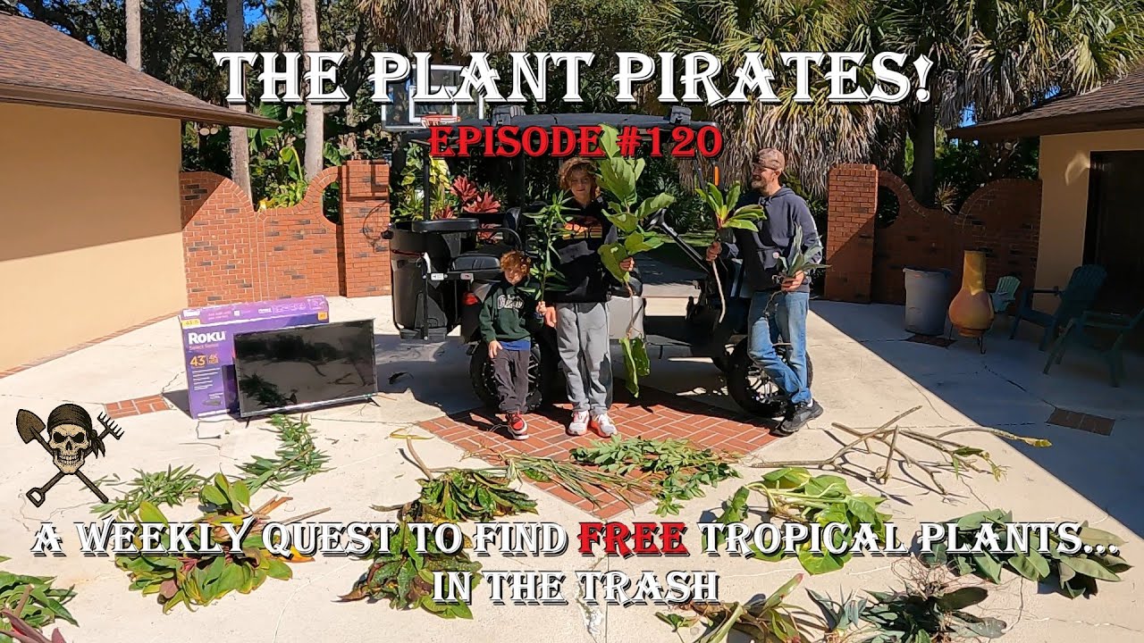Finding FREE Tropical Plants in the Trash! | The Plant Pirates Episode ...
