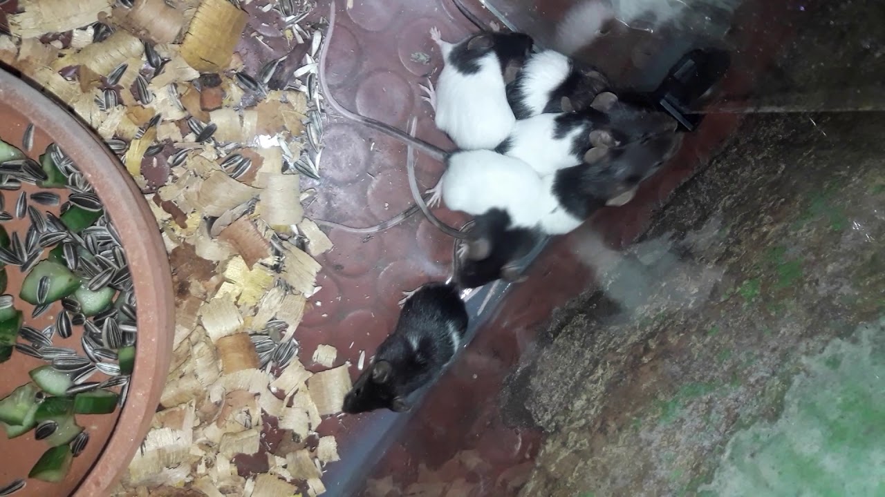 Banded mice pair for sale. 9846390746 - YouTube