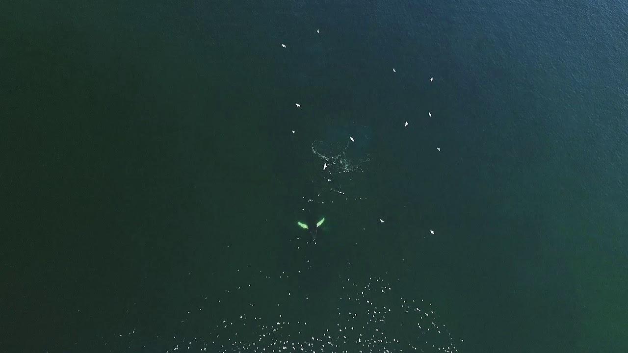 Humpback Whales - St Vincent's, Newfoundland - YouTube