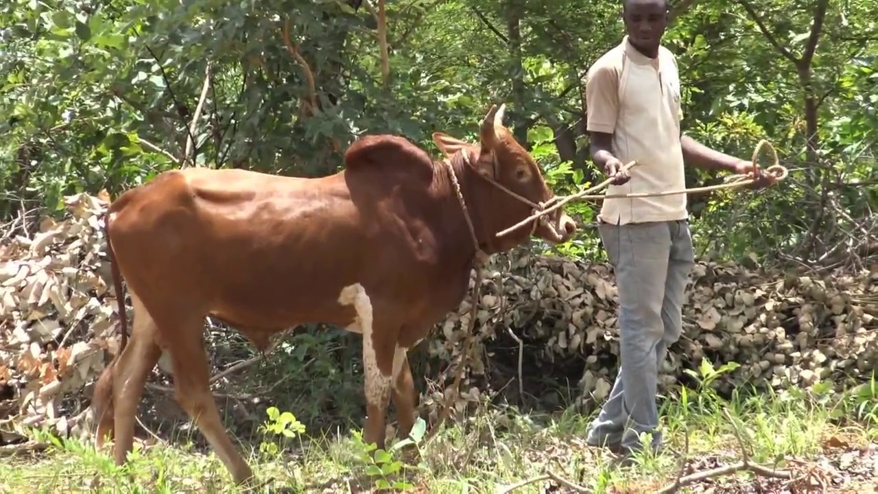 Conservation tillage, planting and cultivation with oxen in Burkina ...