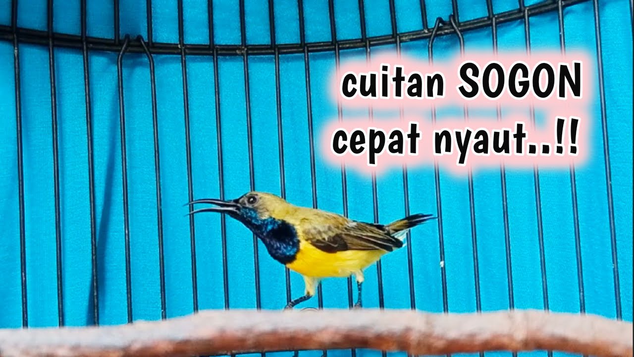 Cuitan SOGON cepat nyaut SOGON lain #sogon #sogokontong #cuitansogon # ...
