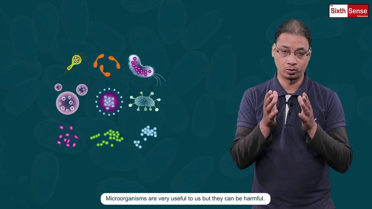 8. Microorganisms Useful or Not | Class 8 | Chapter 2 - YouTube