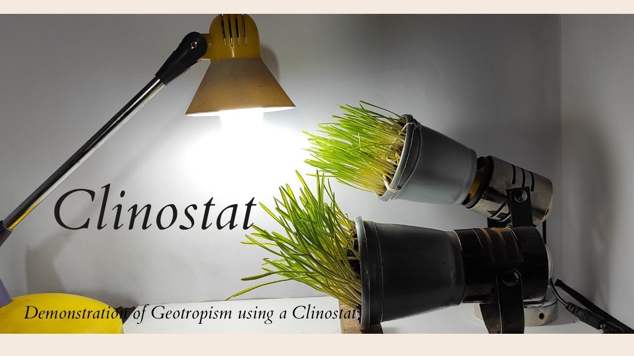 Clinostat - YouTube