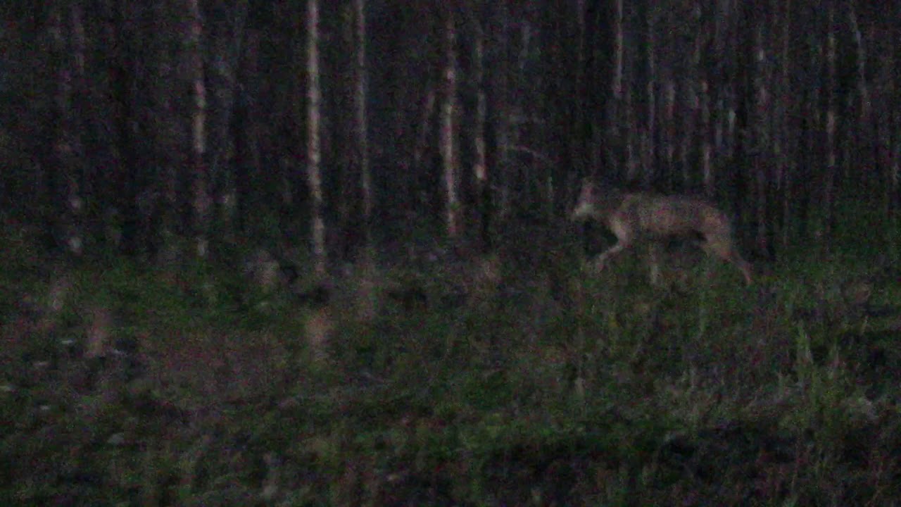 Gray Wolf (Canis lupus) in the Alberta Boreal Forest - YouTube