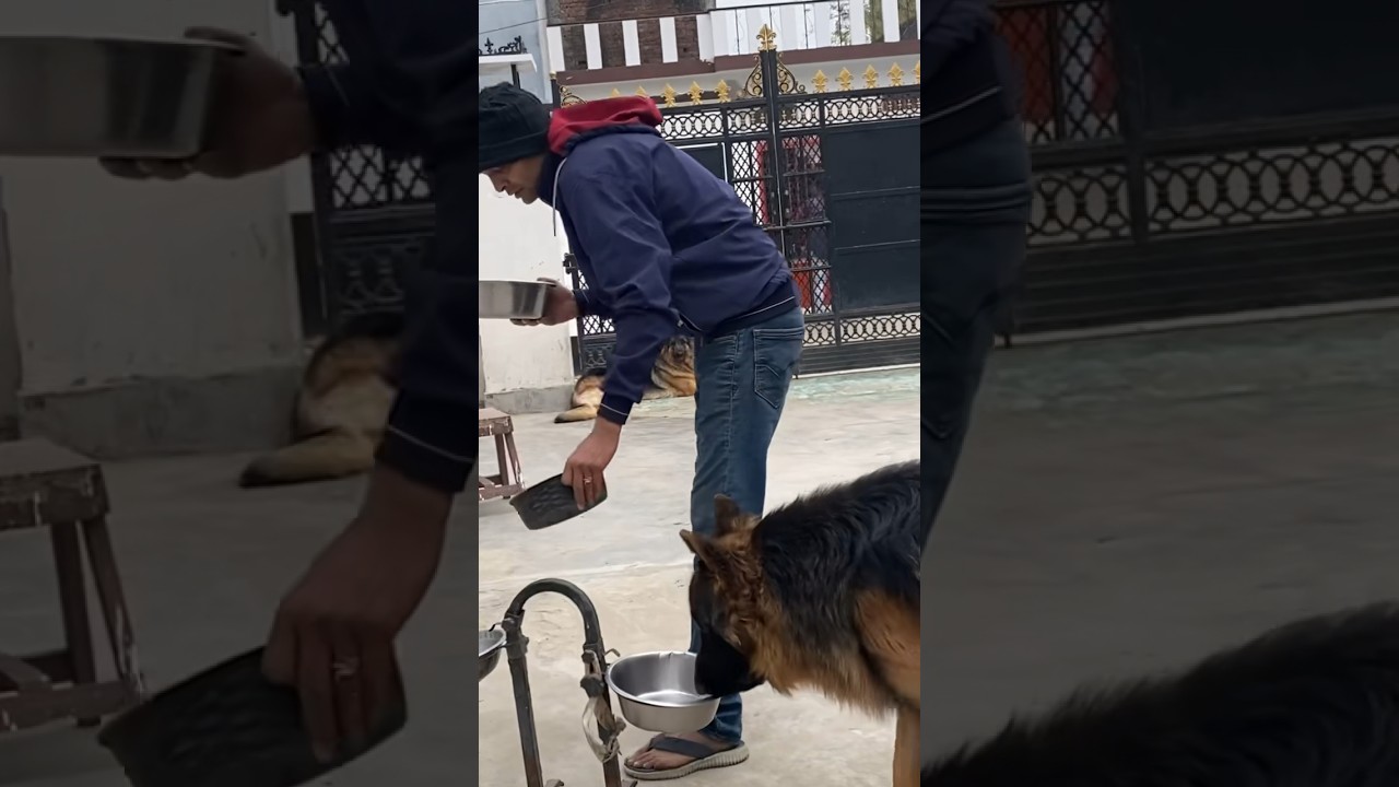 MORNING FOOD FOR DOGS| MILK AND ROTI | MIX WATER MILK|#germanshepherd # ...