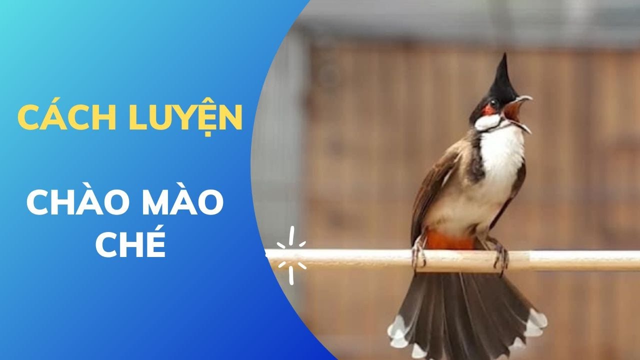 KINH NGHIỆM GIÚP CHÀO MÀO CHÉ - YouTube