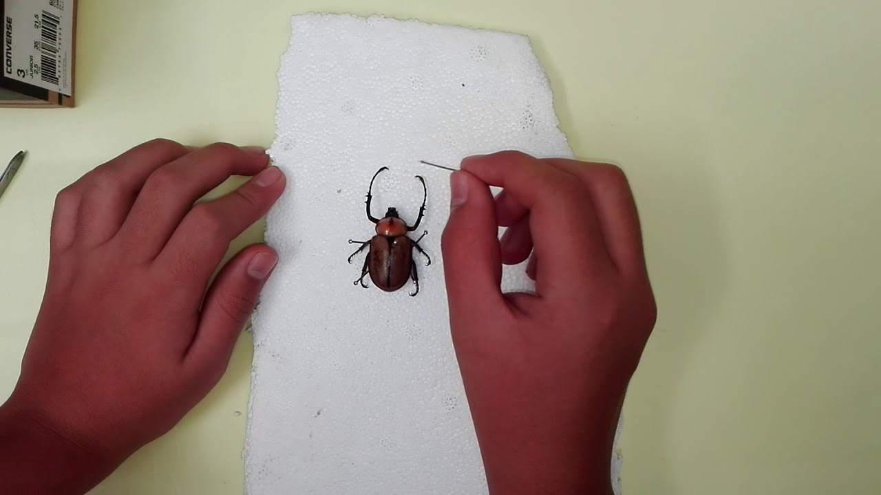 Como almacenar insectos parte 2 - YouTube