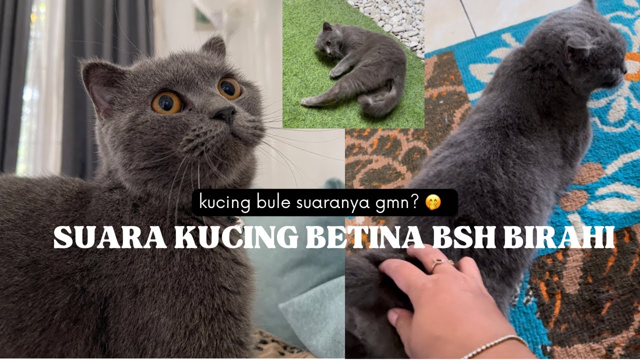 KUCING BETINA BSH (british short hair) BIRAHI PERTAMA KALI | Suaranya ...