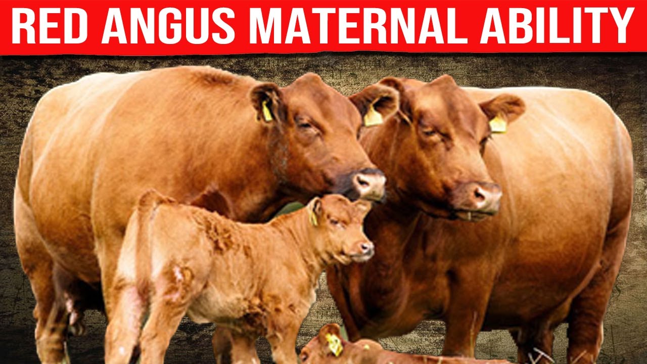 ⭕ RED ANGUS BREED MATERNAL ABILITY Biggest Bulls And Cow - YouTube