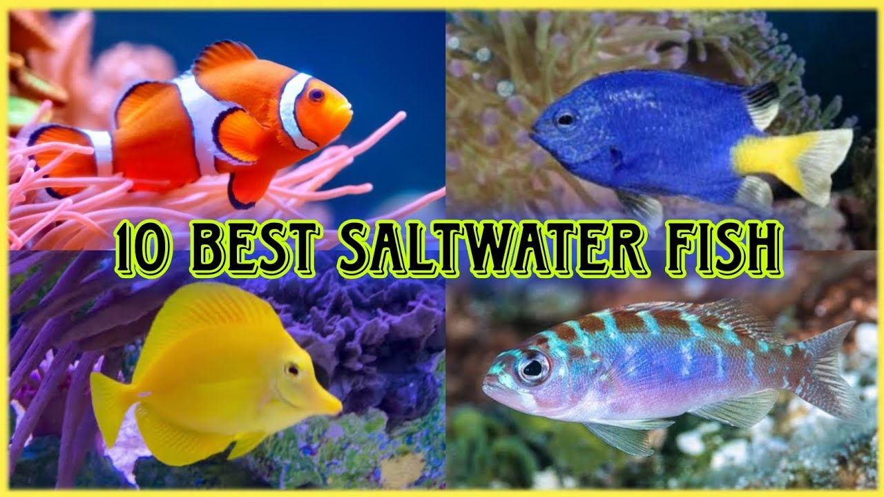 10 Best Saltwater Fish For Marin Fishes - YouTube