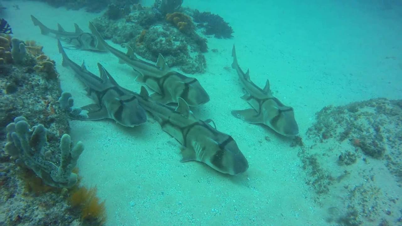 Shark infested water off Sydney - YouTube